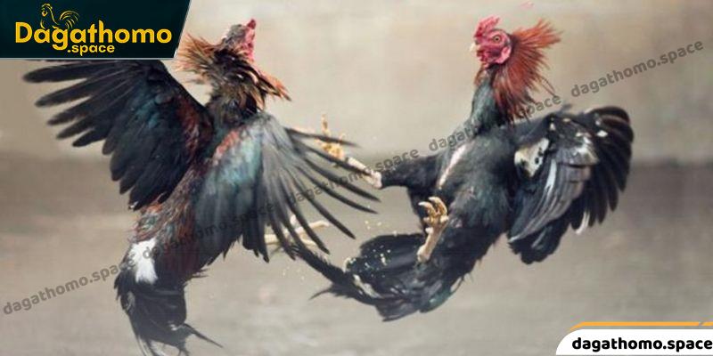 Cách Nuôi Gà Đá Chân Mạnh - Bí Kíp Chinh Phục Mọi Trận Chiến